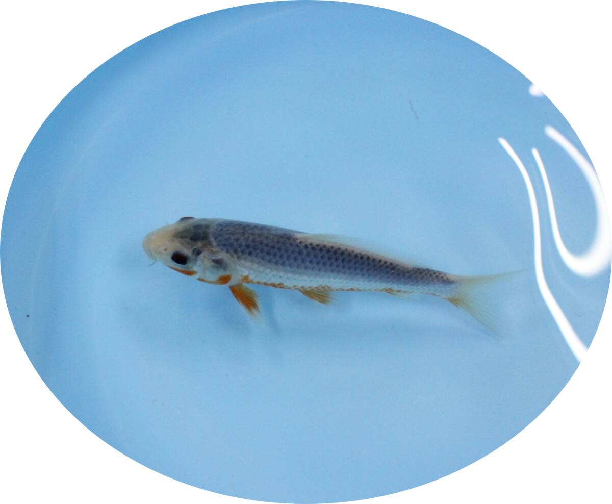 Yahoo!オークション - 【KHF】 錦鯉 浅黄 約17Cm 青木養鯉場産...