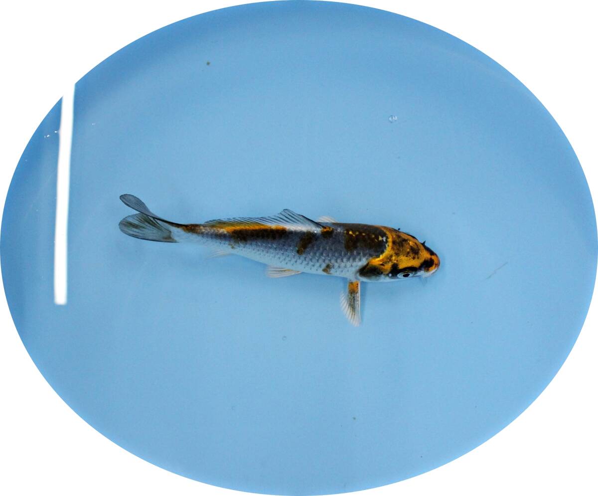 Yahoo!オークション - 【KHF】 錦鯉 光り変り鯉 約17Cm 青木養...