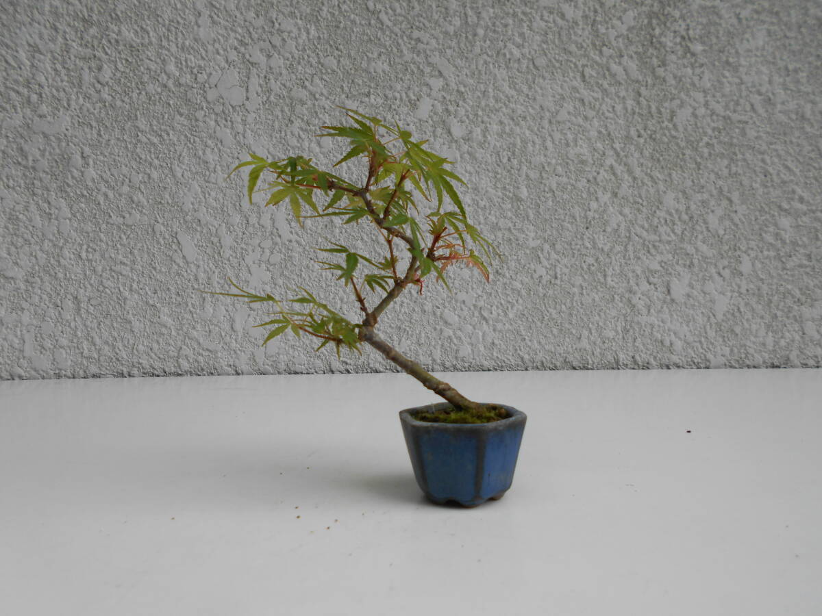 Yahoo!オークション - 小品盆栽 もみじ舞姫NO16