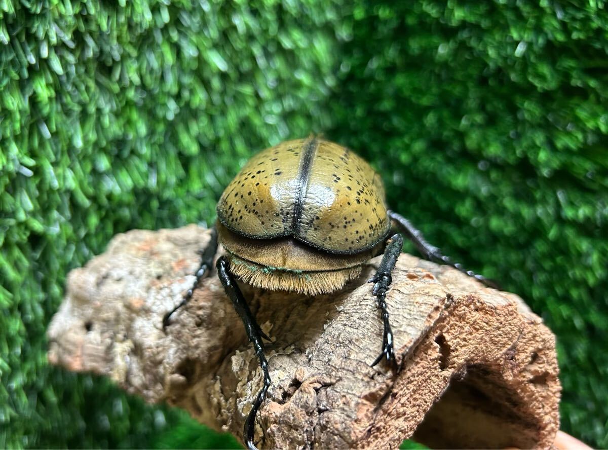 Yahoo!オークション - DHヘラクレス♂ 158mm