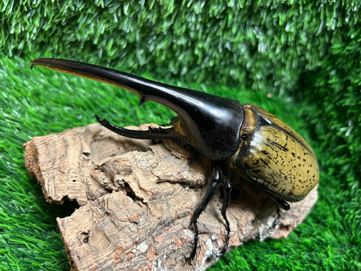 Yahoo!オークション - DHヘラクレス♂ 158mm