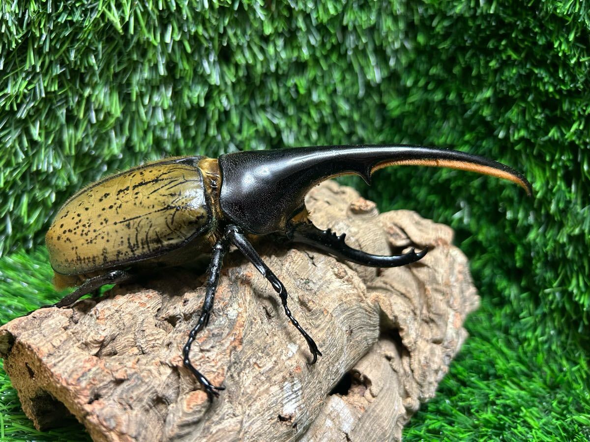 Yahoo!オークション - DHヘラクレス♂ 158mm