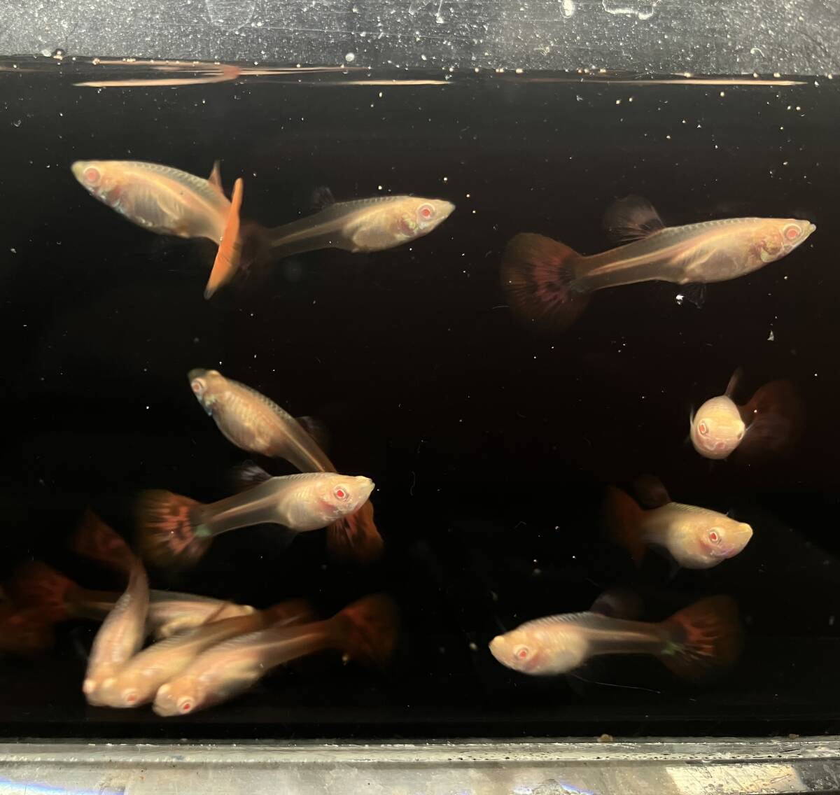 Yahoo!オークション - （31土曜日発送限定）RREAフルレッド若個体♀...