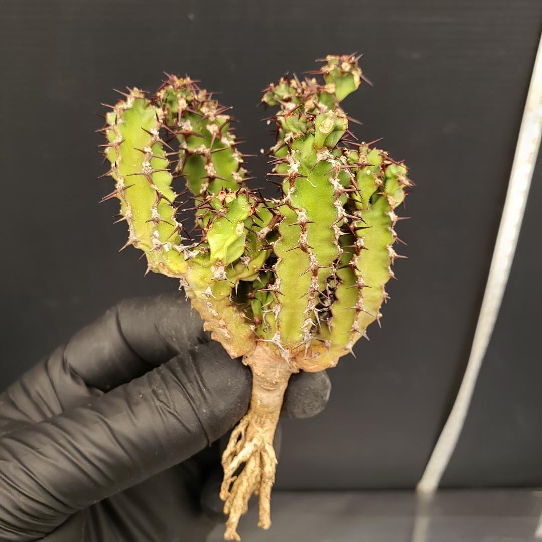 Yahoo!オークション - 5527 「多肉植物」ユーフォルビア レストリクタ ...