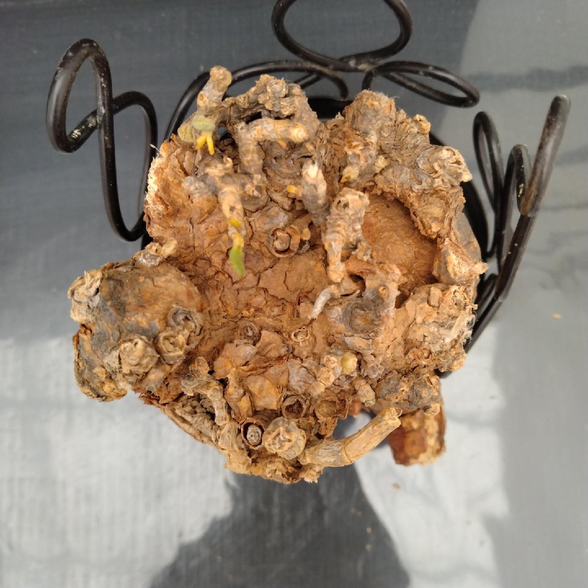 Yahoo!オークション - 8966 「塊根植物」ケラリア ピグマエア 抜き苗【...