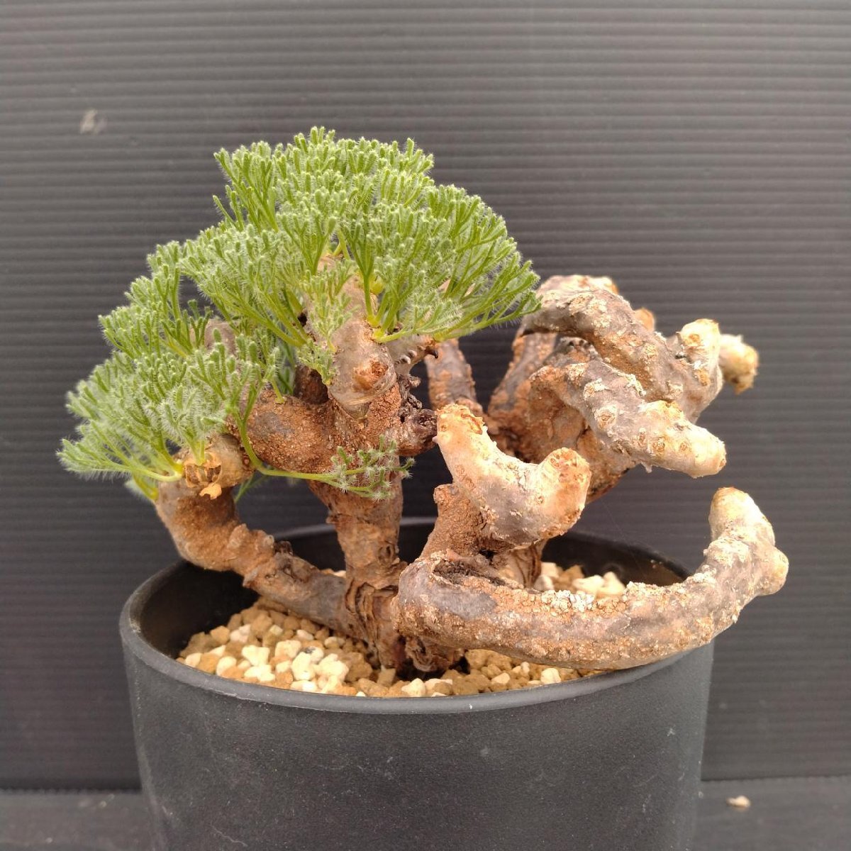 Yahoo!オークション - 8907「塊根植物」モンソニア ムルチフィダ 植え...