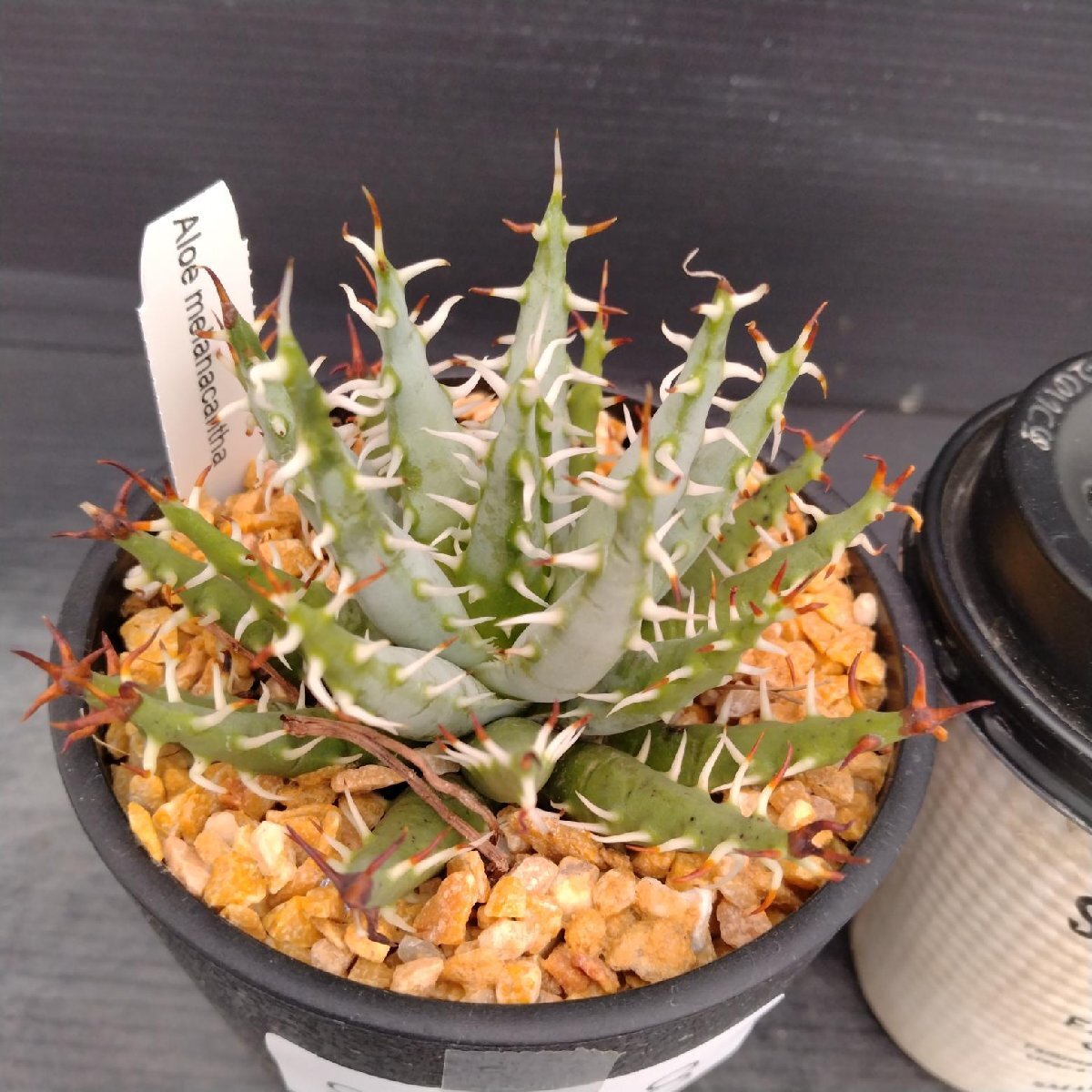 Yahoo!オークション - 8668 「多肉植物T」アロエ エリナケア【発根・Al...