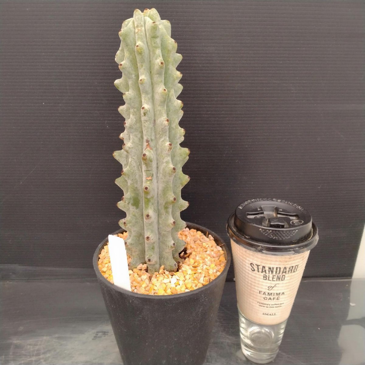 Yahoo!オークション - 8602 「多肉植物T」ステノセレウス ベネッケイ ...