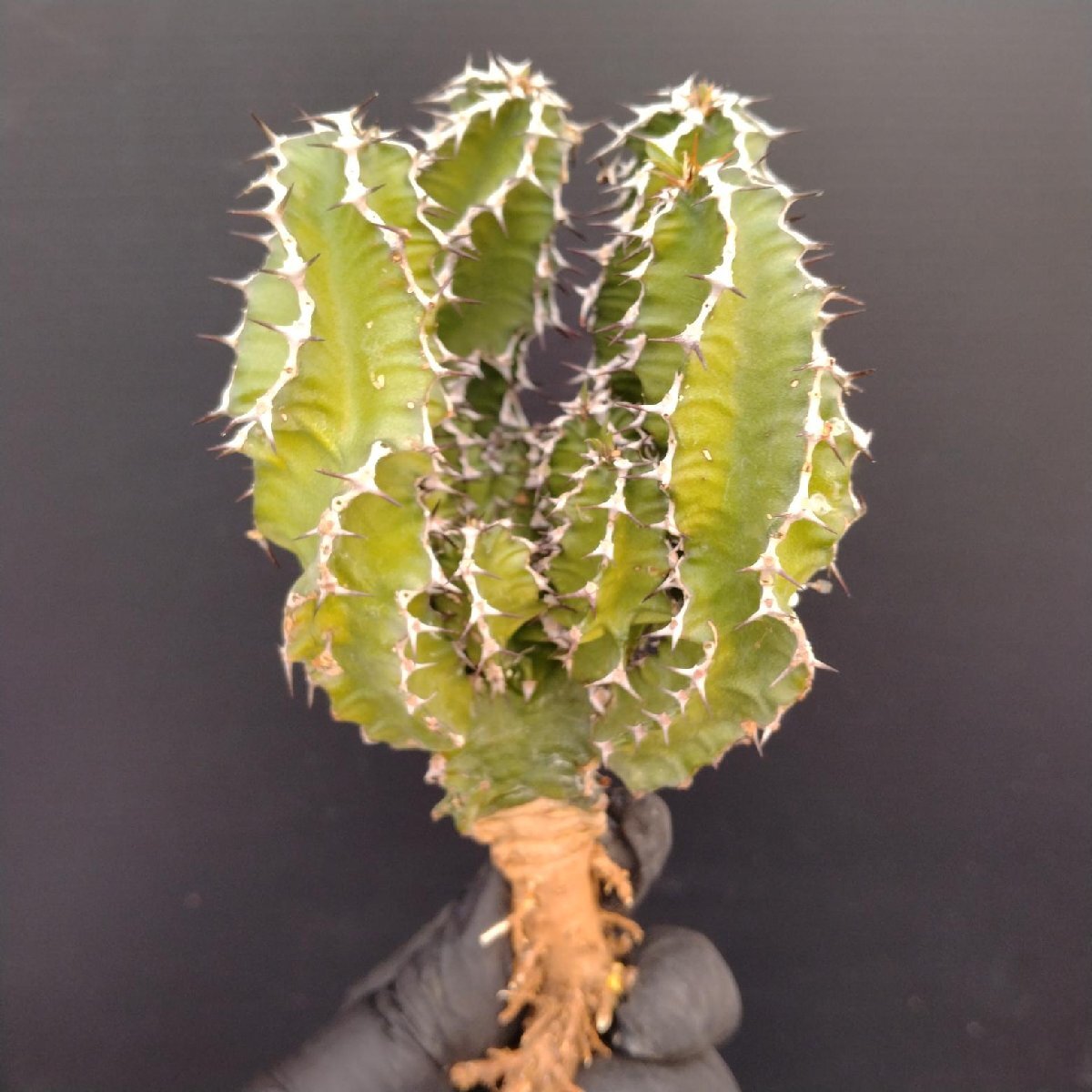 Yahoo!オークション - 8079 「多肉植物」ユーフォルビア グラニティコ...