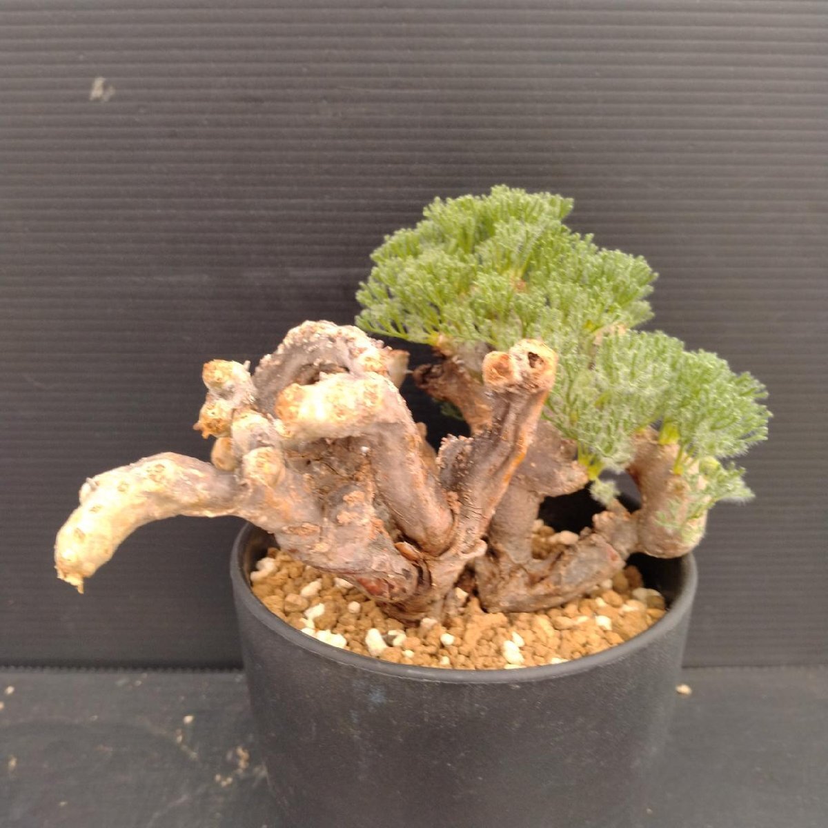 Yahoo!オークション - 8907「塊根植物」モンソニア ムルチフィダ 植え...