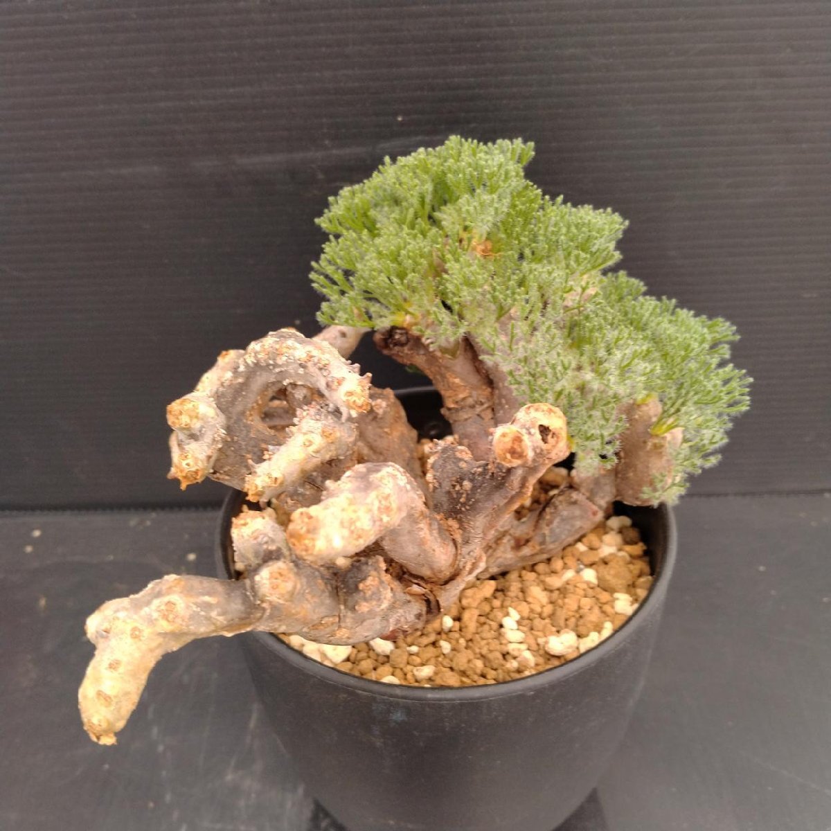 Yahoo!オークション - 8907「塊根植物」モンソニア ムルチフィダ 植え...