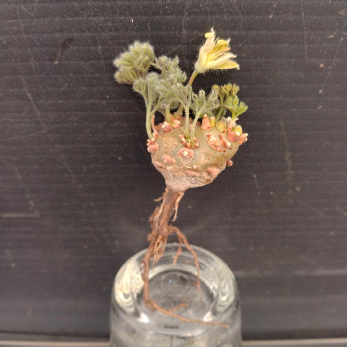 Yahoo!オークション - 7869 「多肉植物」モンソニア ペニクリナム 抜き...