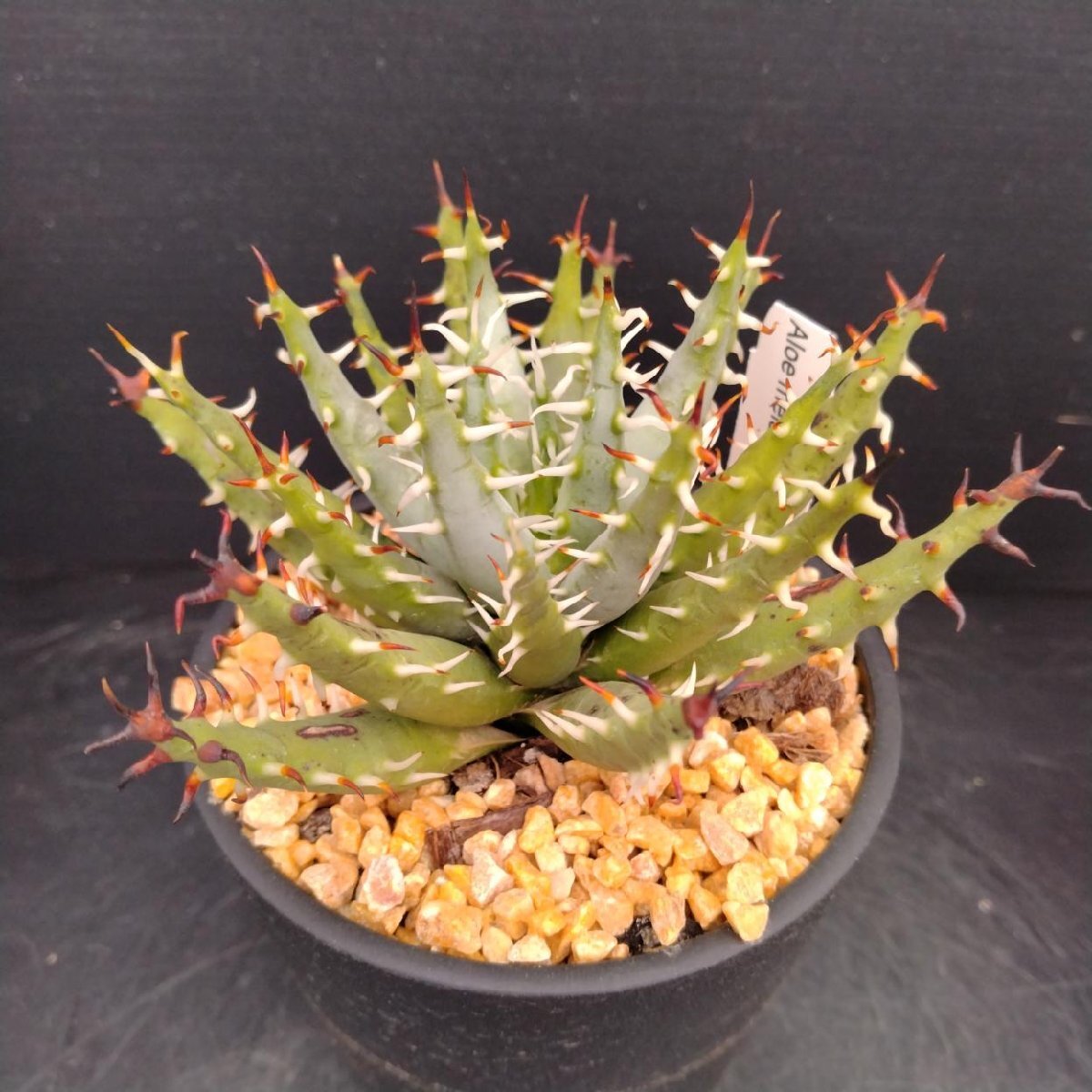 Yahoo!オークション - 3888 「多肉植物T」アロエ エリナケア【発根・Al...