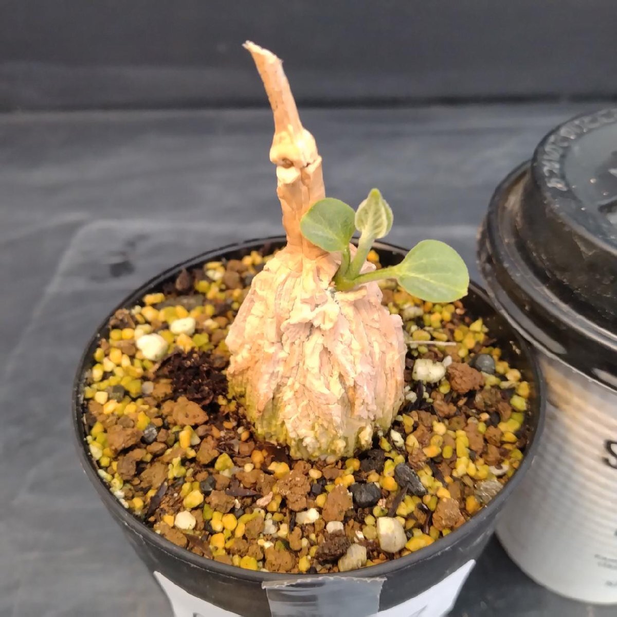 Yahoo!オークション - 6667 「塊根植物」マテレア シクロフィラ 植え【...