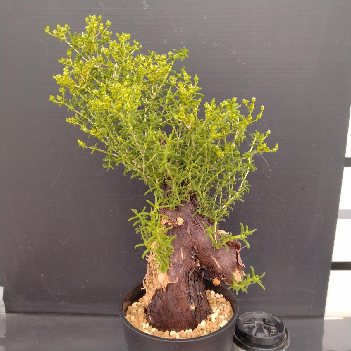 Yahoo!オークション - 9349 「塊根植物」メストクレマ 植え【発根未確...