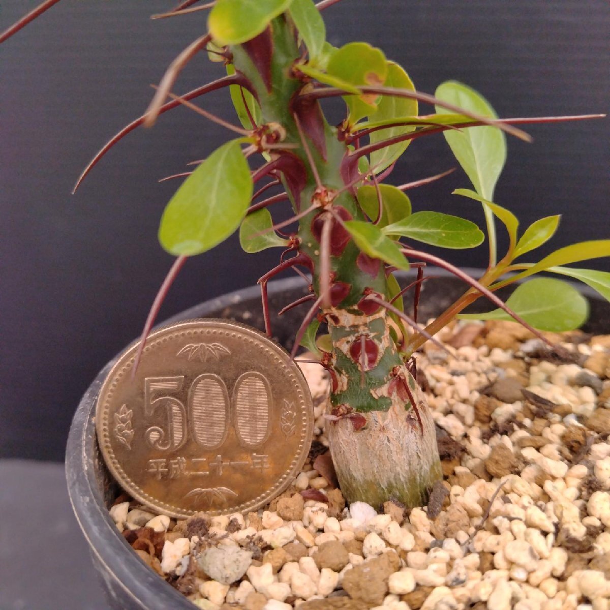 Yahoo!オークション - 9226 「実生」フォークイエリア ファシクラータ...