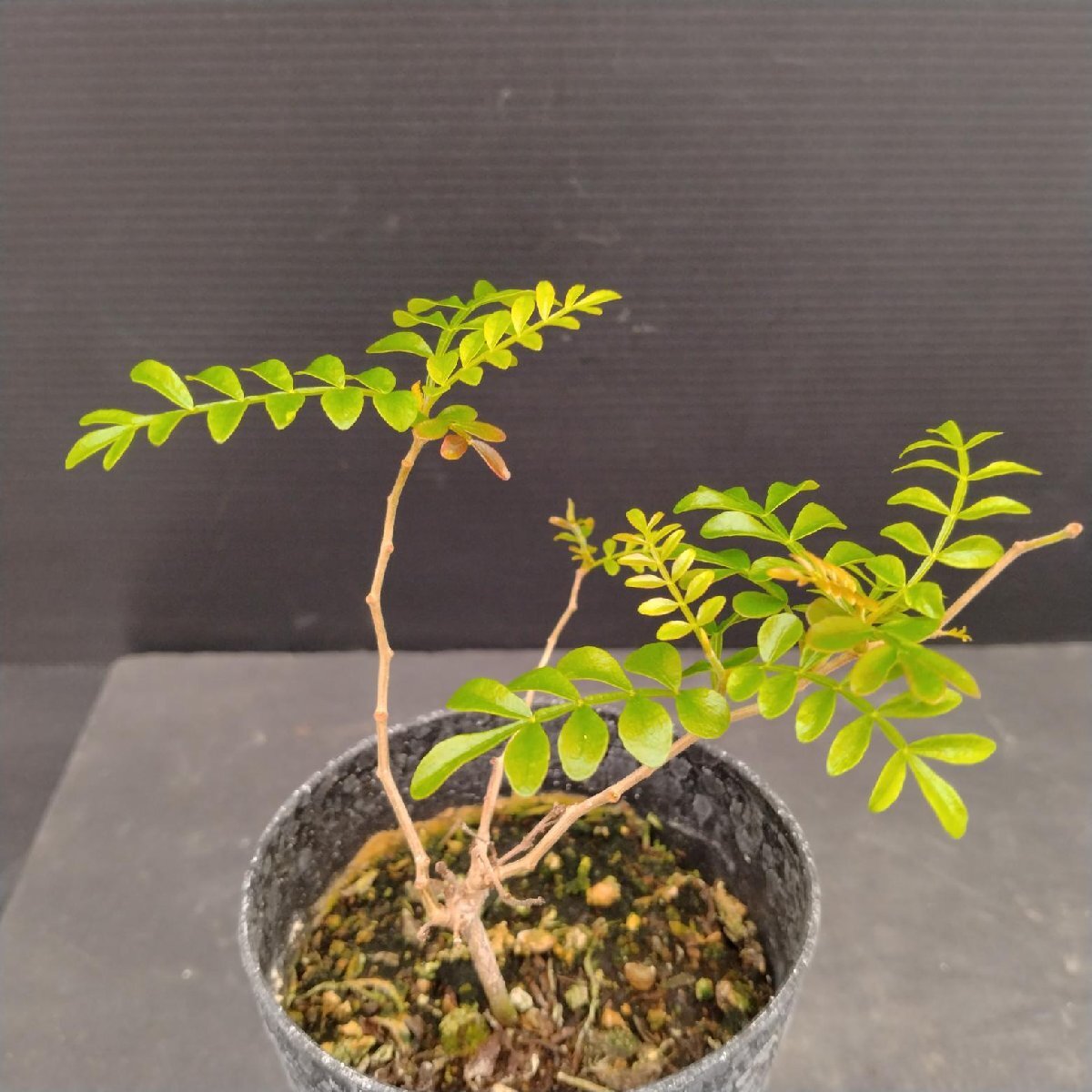 Yahoo!オークション - 9264 「実生株」オペルクリカリア パキプス 植え...