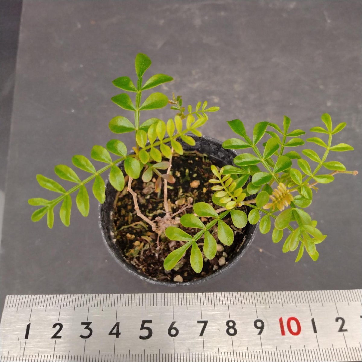 Yahoo!オークション - 9264 「実生株」オペルクリカリア パキプス 植え...