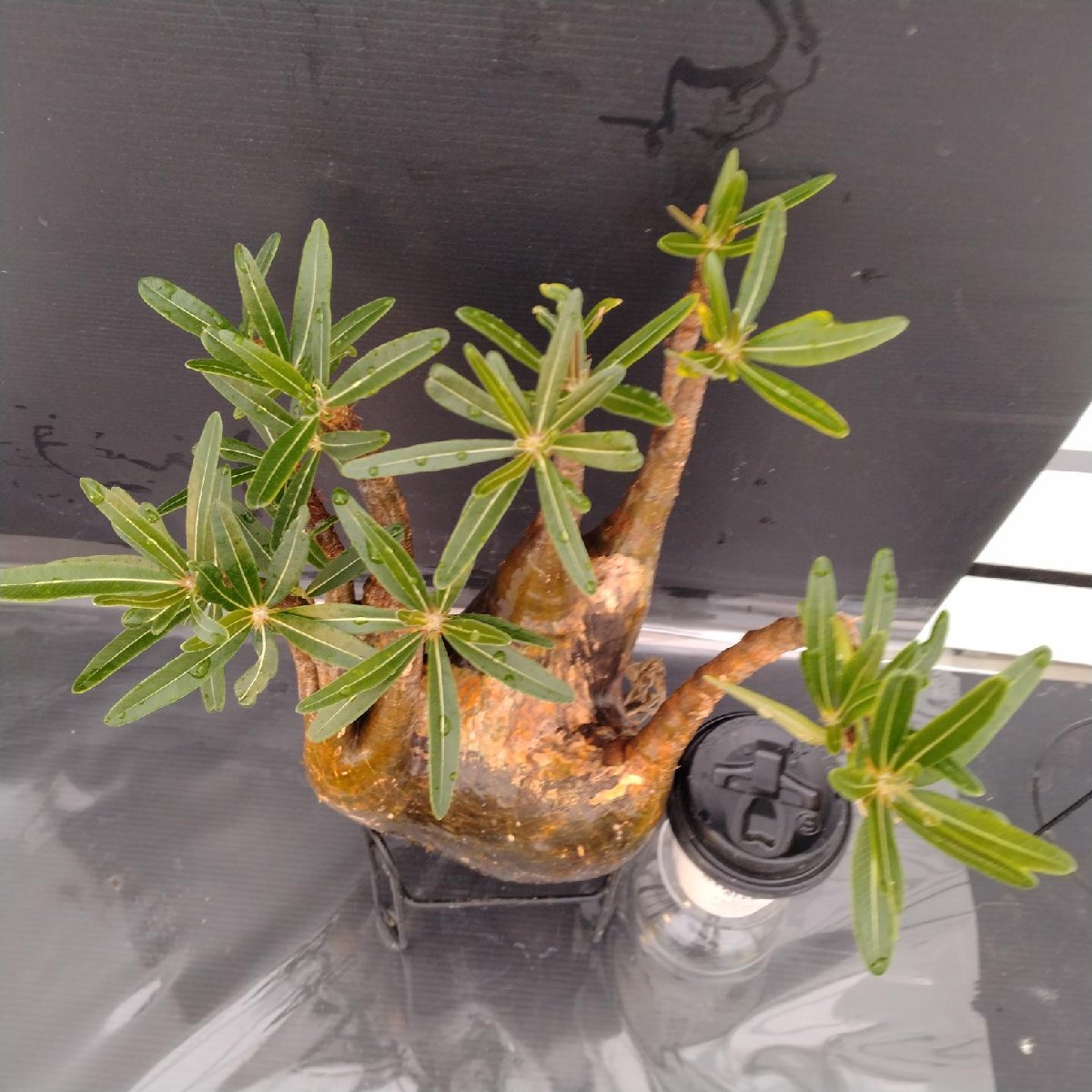 Yahoo!オークション - 9117 「塊根植物」パキポディウム グラキリス 抜...