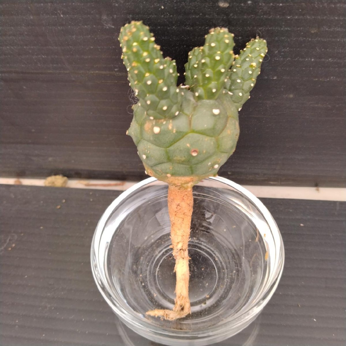 Yahoo!オークション - 3663 「多肉植物」ユーフォルビア ガムケンシス ...