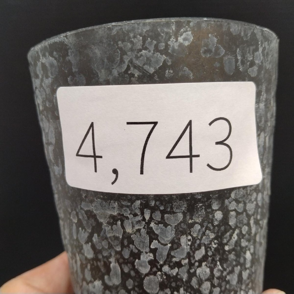 Yahoo!オークション - 4743 「塊根植物」ユーフォルビア プリムリフォ...