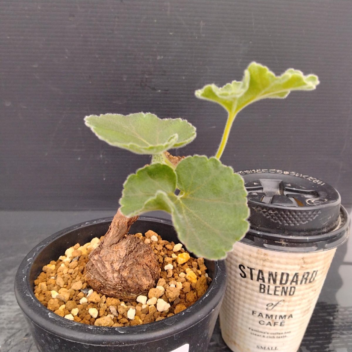 Yahoo!オークション - 4272 「塊根植物」ペラルゴニウム ロバツム 植え...