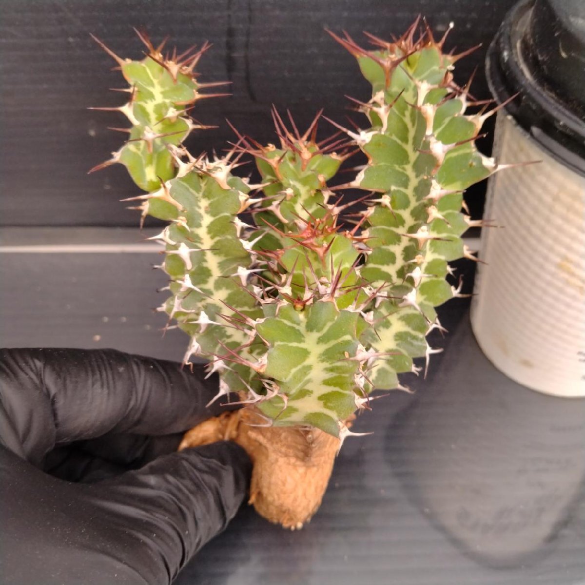 Yahoo!オークション - 4633 「多肉植物」ユーフォルビア ノベリー 抜き...