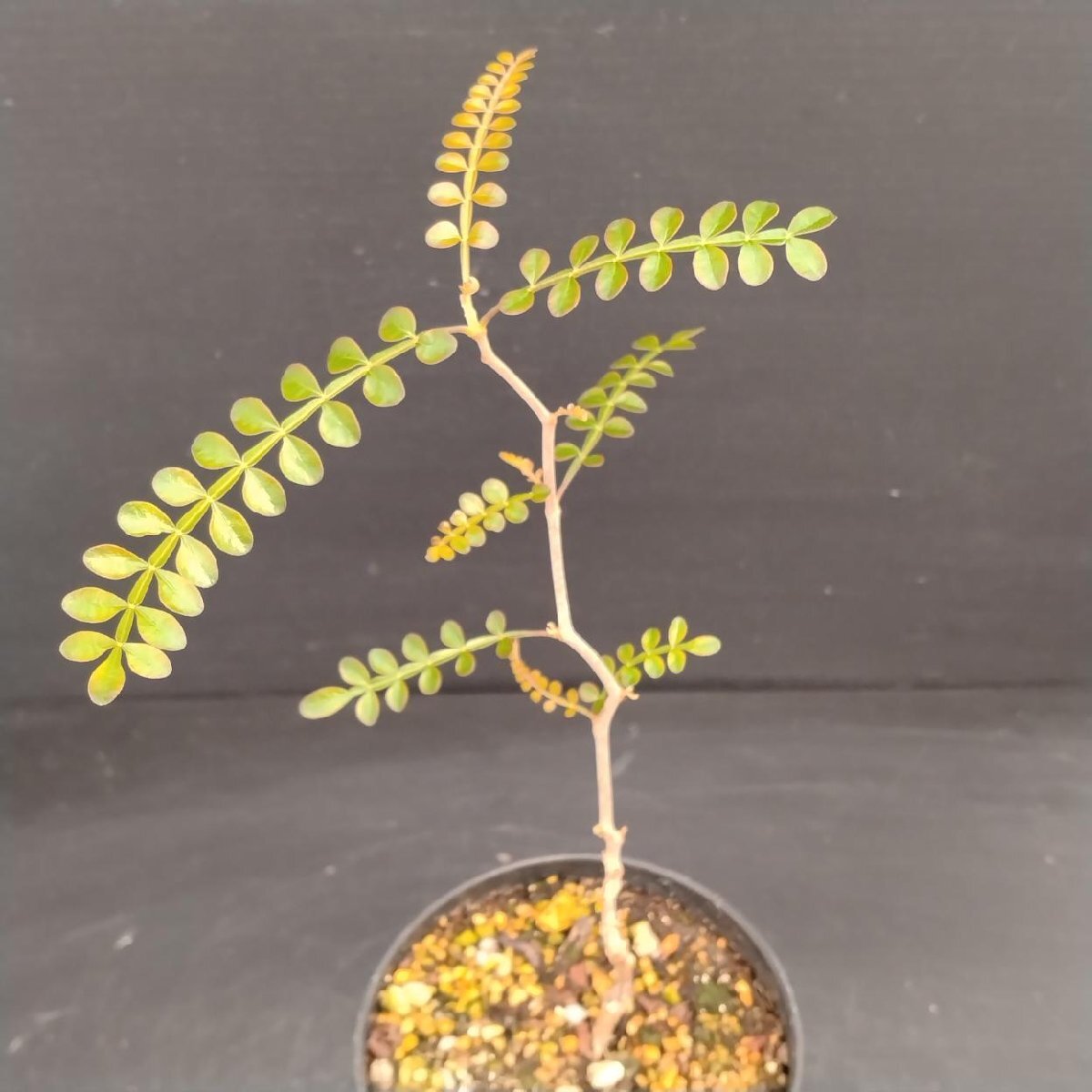 Yahoo!オークション - 3887 「実生株」オペルクリカリア パキプス 植え...