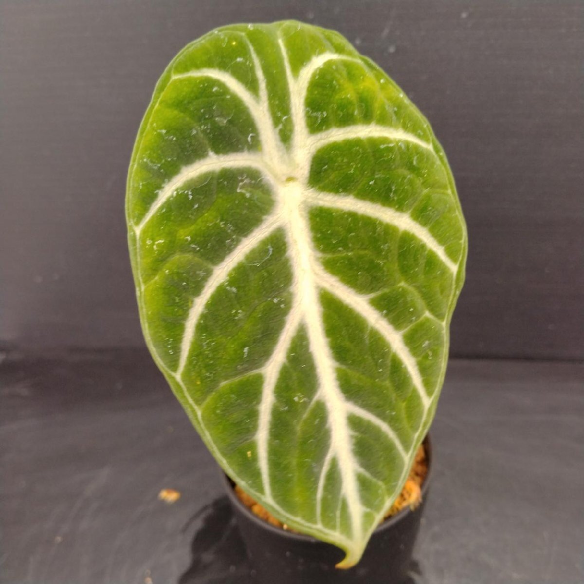 Yahoo!オークション - 3969 「観葉植物T」アロカシア ニンジャ 植え【...