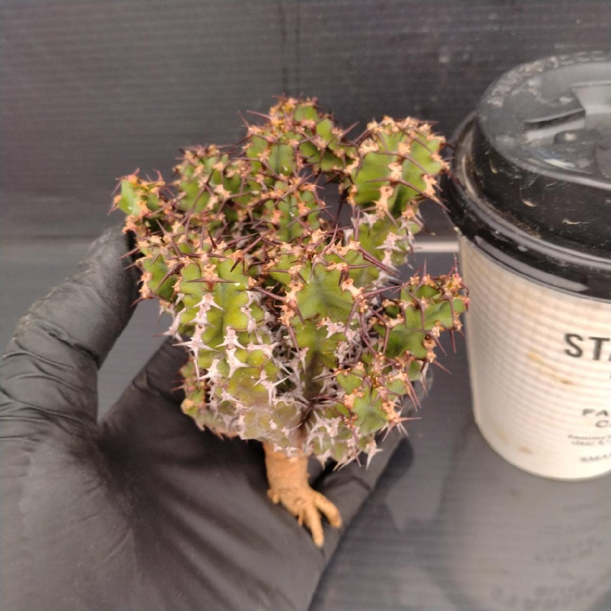 Yahoo!オークション - 4605 「多肉植物」ユーフォルビア レストリクタ ...