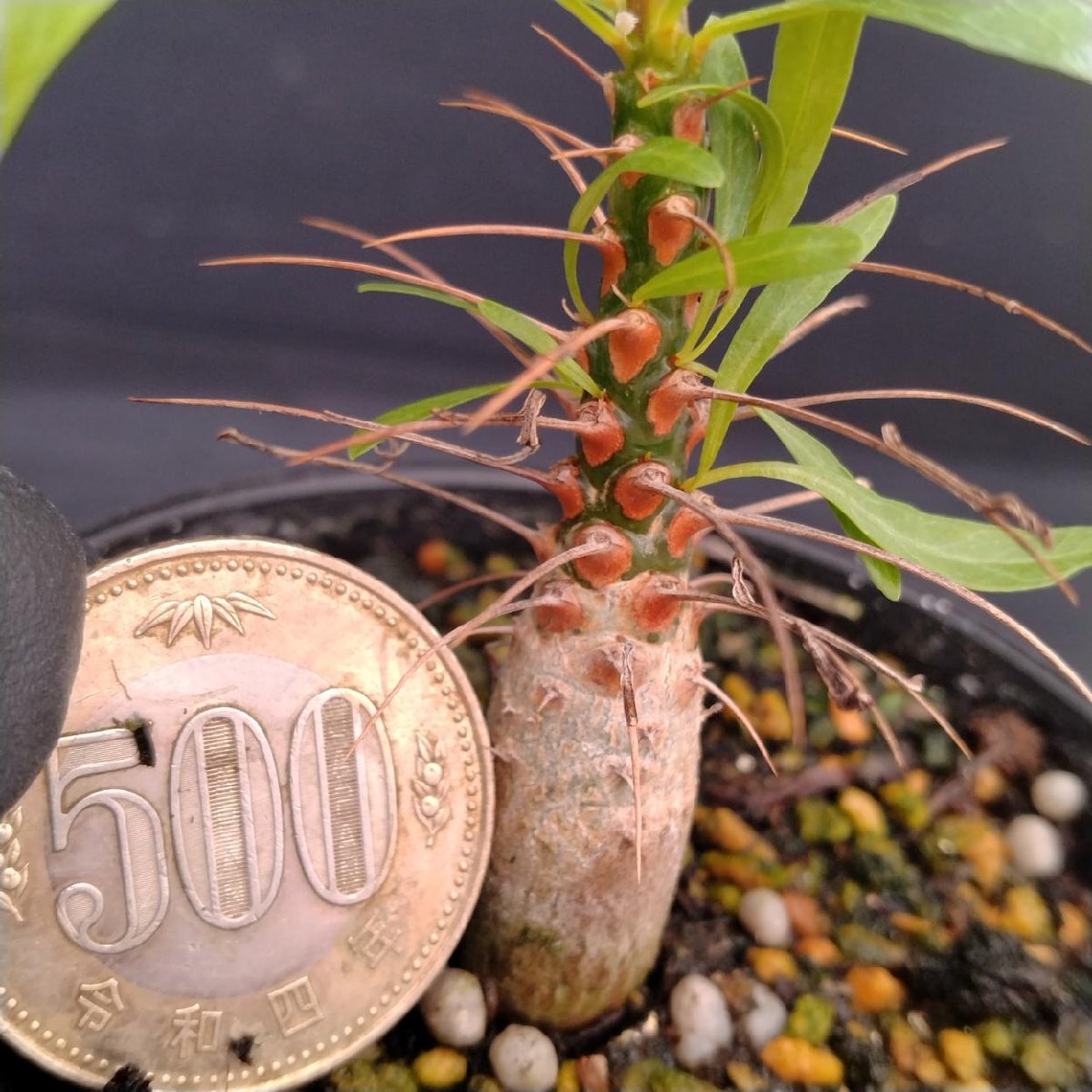 Yahoo!オークション - 3822 「実生」フォークイエリア プルプシー大【...