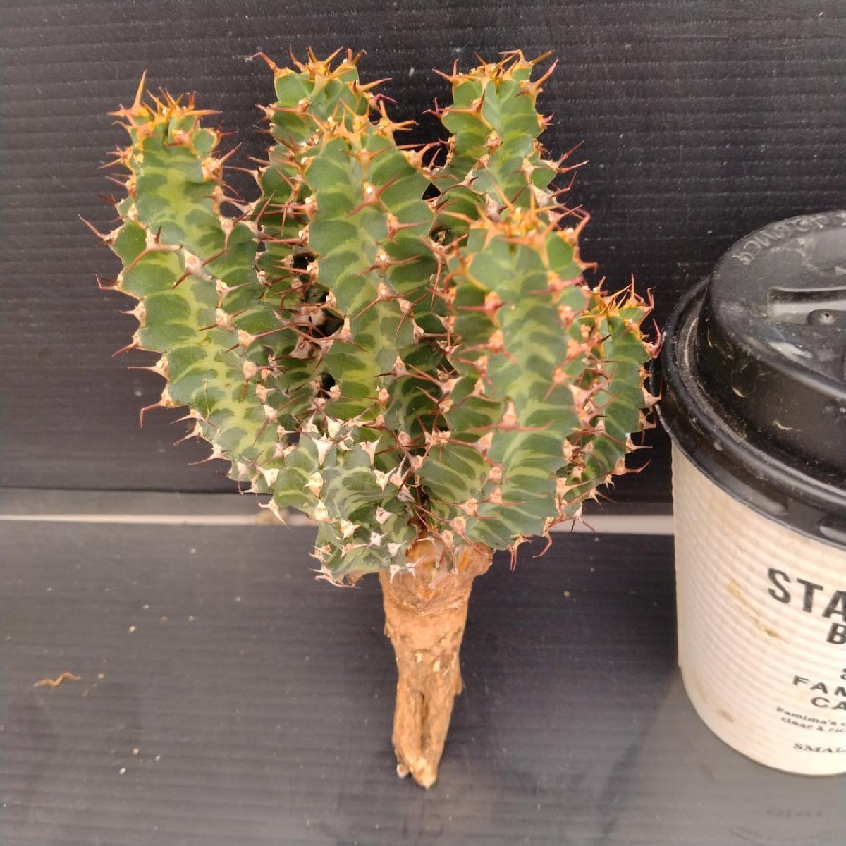 Yahoo!オークション - 4641 「多肉植物」ユーフォルビア ノベリー 抜き...