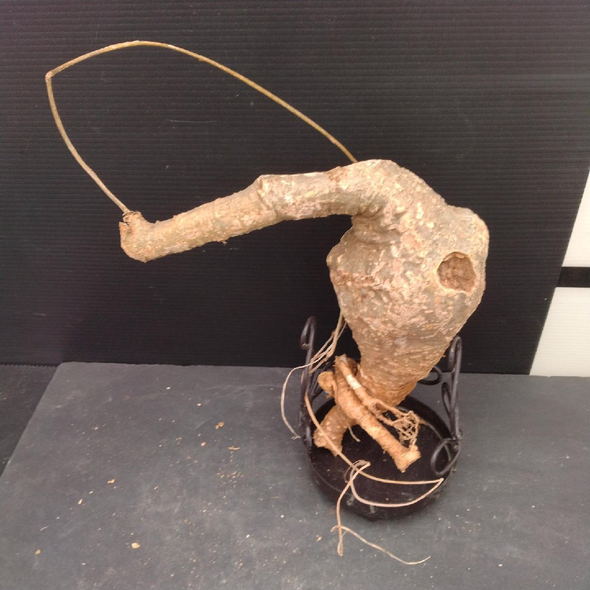 Yahoo!オークション - 4761 「塊根植物」アデニア ステイローサ 抜き苗...