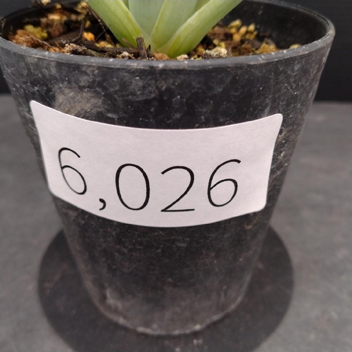 Yahoo!オークション - 6026 「実生」アロエ ポリフィラ【発根・Aloe po...