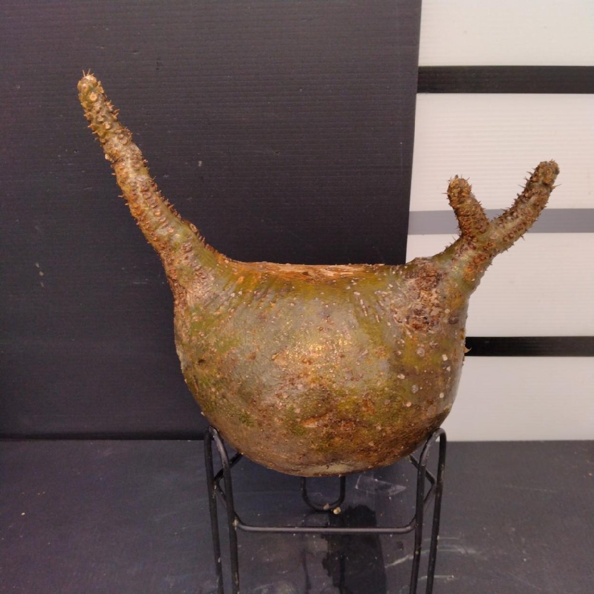 Yahoo!オークション - 6842 「塊根植物」パキポディウム グラキリス L ...