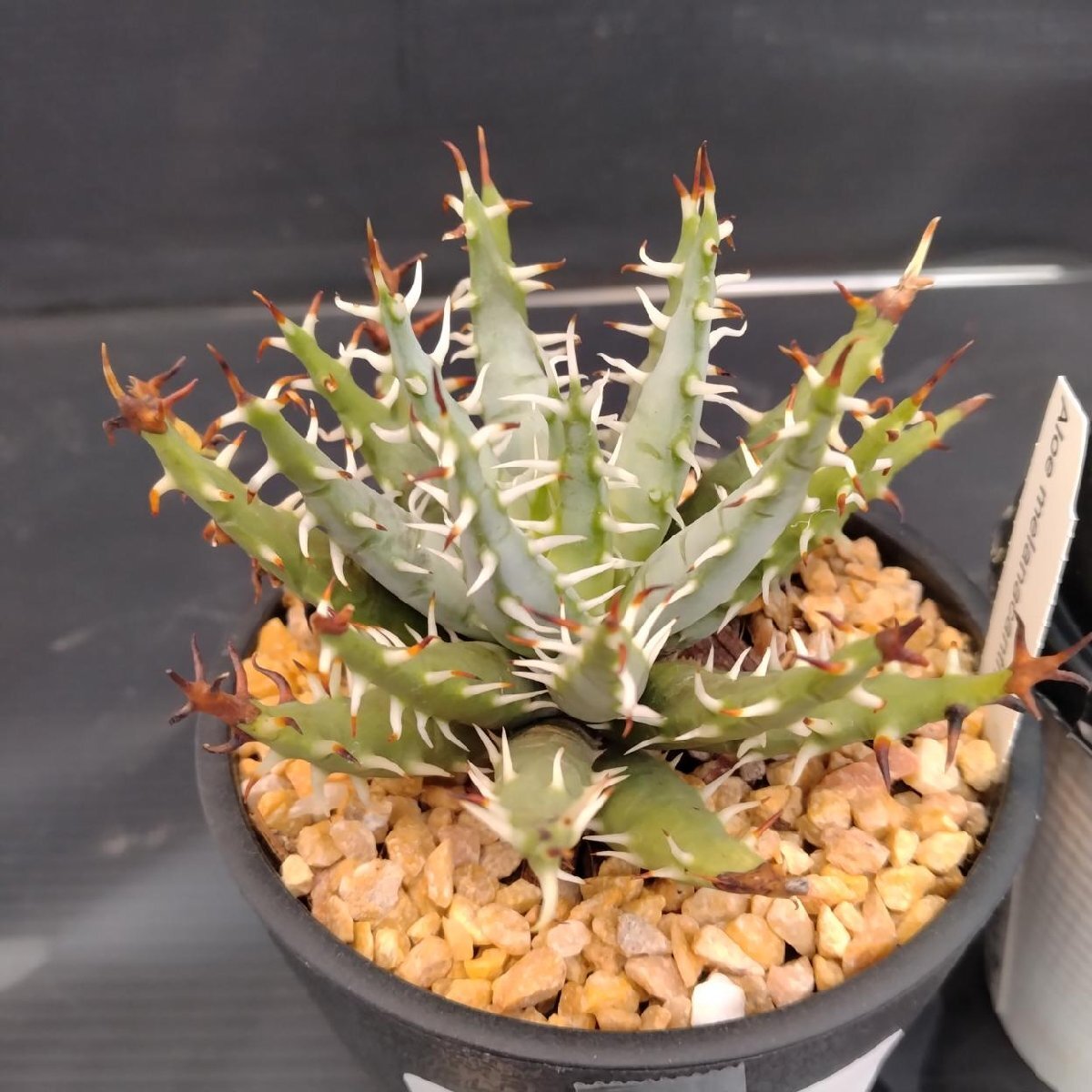 Yahoo!オークション - 6603 「多肉植物T」アロエ エリナケア【発根・Al...