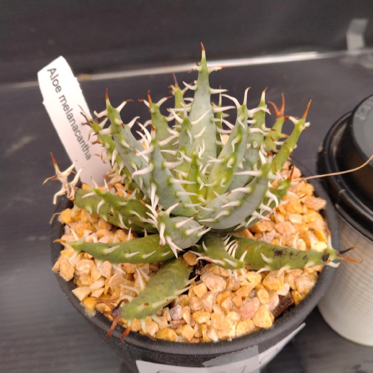 Yahoo!オークション - 6610 「多肉植物T」アロエ エリナケア【発根・Al...