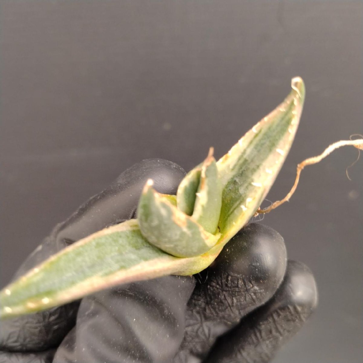 Yahoo!オークション - 6897 「多肉植物」アガベ 南アフリカダイヤモン...