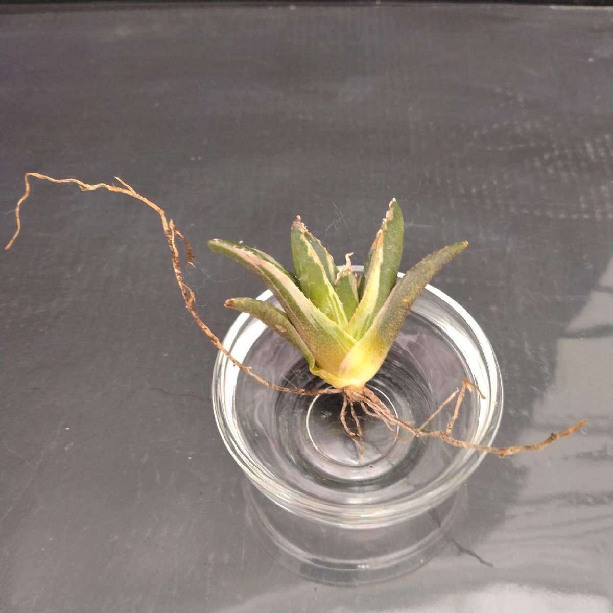 Yahoo!オークション - 6895 「多肉植物」アガベ 南アフリカダイヤモン...