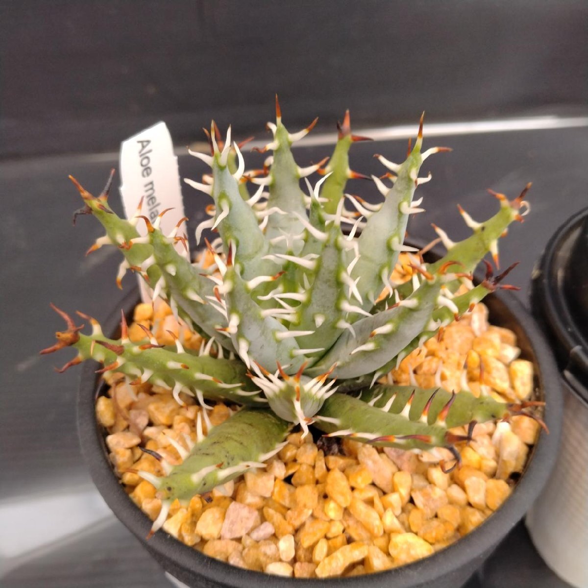 Yahoo!オークション - 6627 「多肉植物T」アロエ エリナケア【発根・Al...