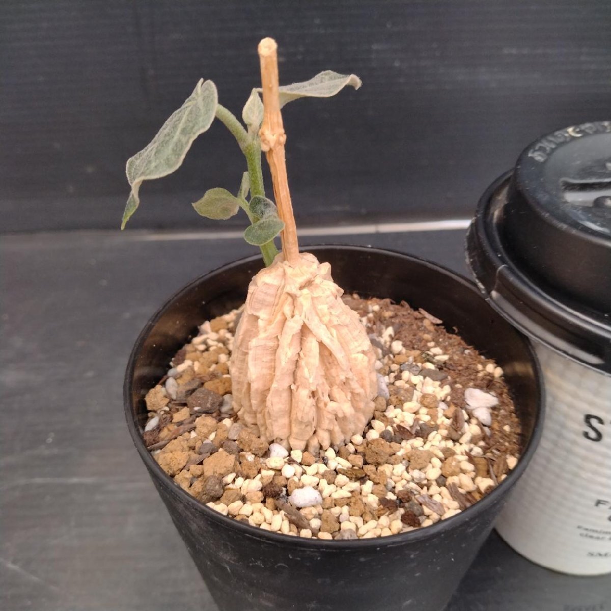 Yahoo!オークション - 6667 「塊根植物」マテレア シクロフィラ 植え【...