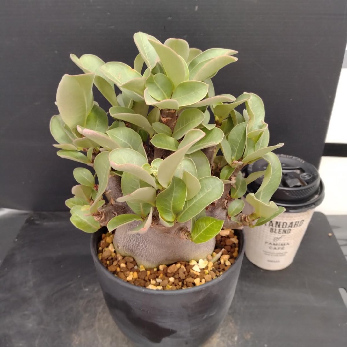 Yahoo!オークション - 6531 「塊根植物」アデニウム アラビカム ドワー...