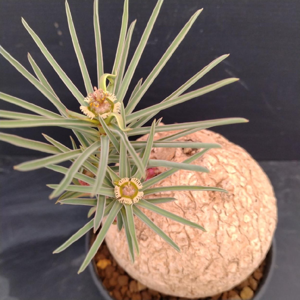 Yahoo!オークション - 6399 「多肉植物」ユーフォルビア トリカデニア ...