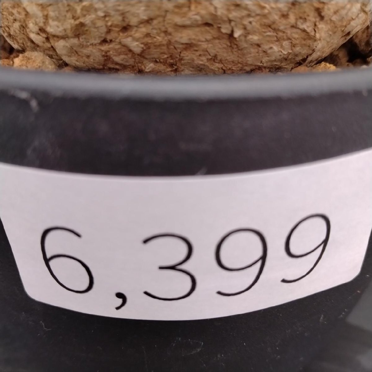 Yahoo!オークション - 6399 「多肉植物」ユーフォルビア トリカデニア ...