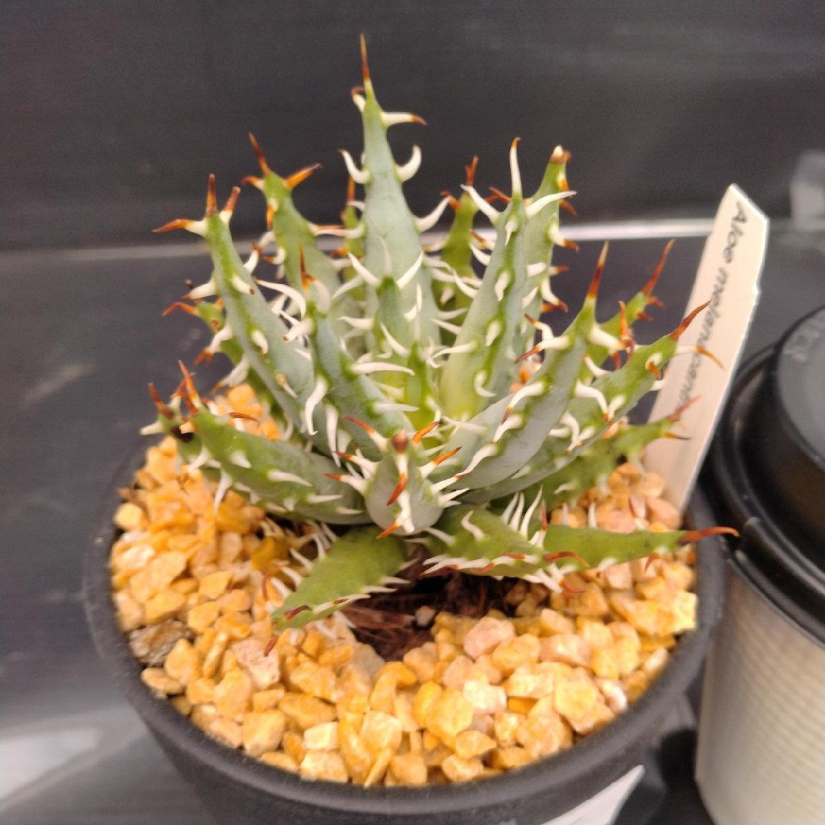 Yahoo!オークション - 6615 「多肉植物T」アロエ エリナケア【発根・Al...