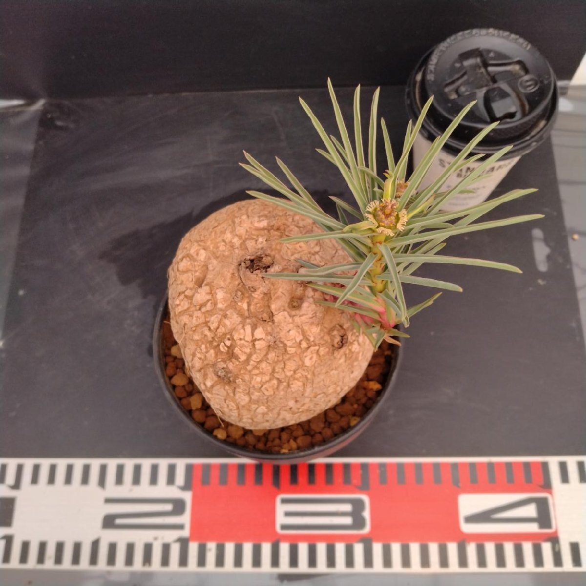 Yahoo!オークション - 6399 「多肉植物」ユーフォルビア トリカデニア ...