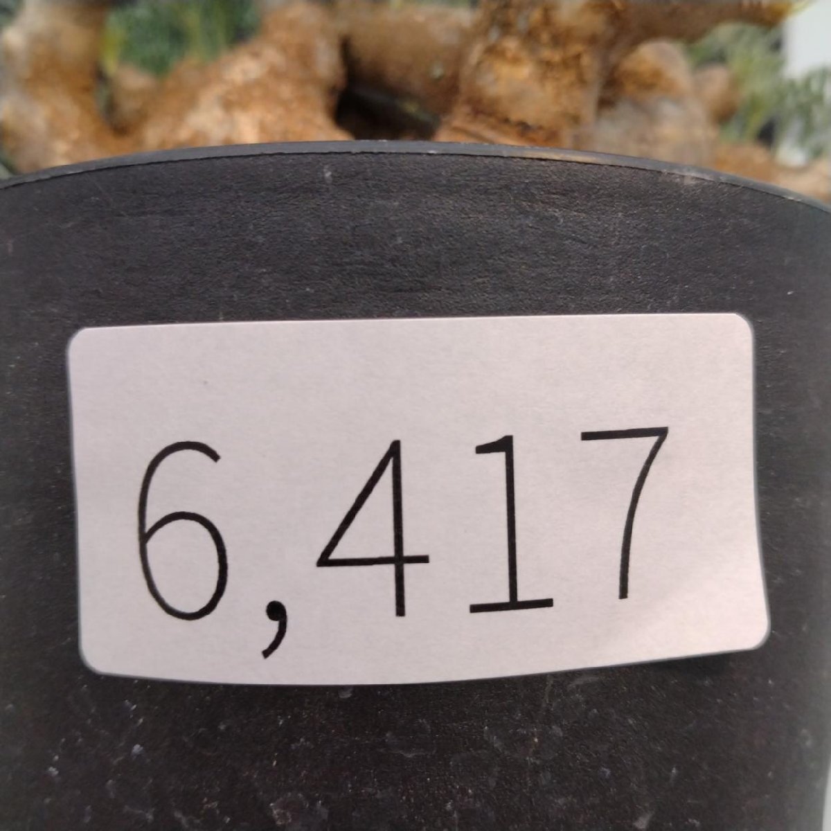 Yahoo!オークション - 6417 「塊根植物」モンソニア ムルチフィダ 植え...