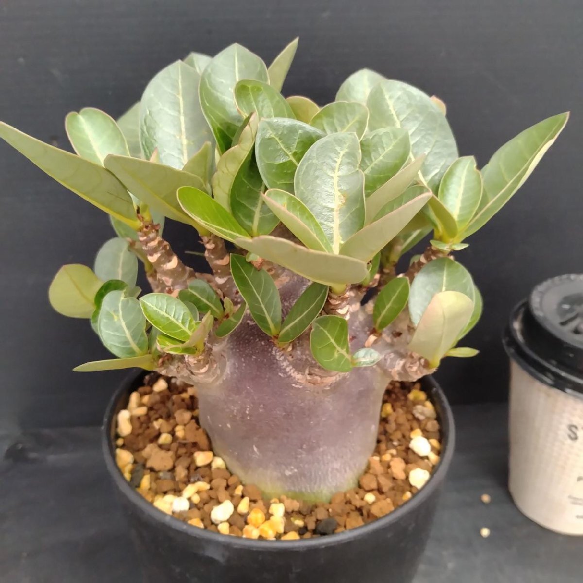 Yahoo!オークション - 6527 「塊根植物」アデニウム アラビカム ドワー...