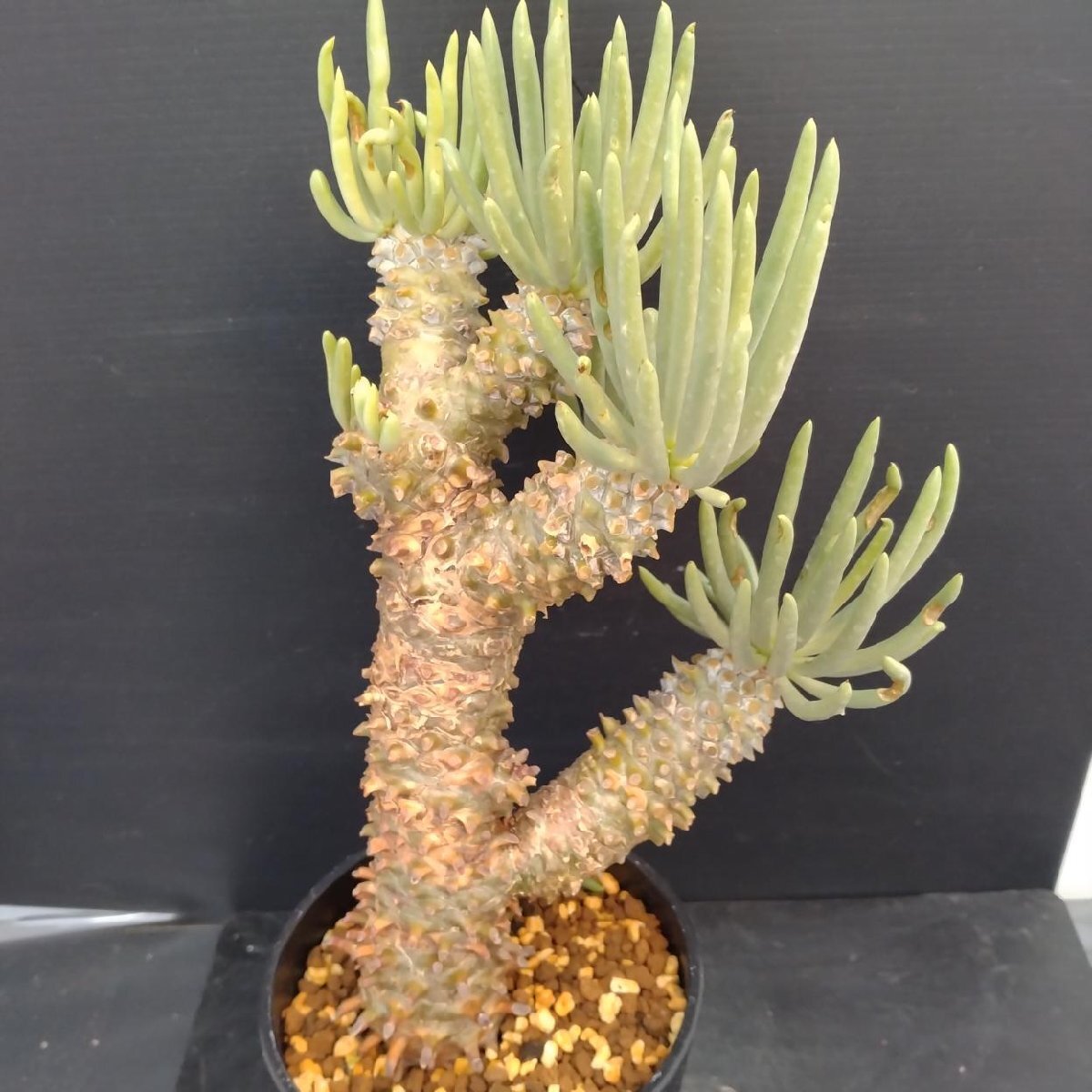 Yahoo!オークション - 6373 「塊根植物」チレコドン ワリチー 植え【発...