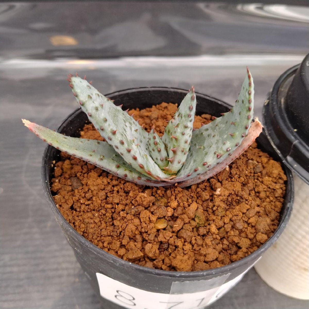 Yahoo!オークション - 8716 「実生」アロエ カピタータ【種から発芽・...